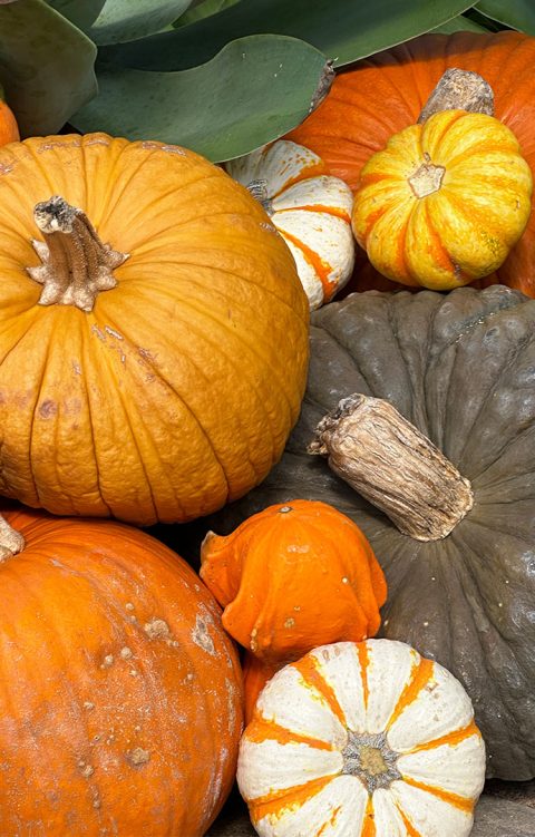 Florida Porch Pumpkins | We Bring the Pumpkin Patch to You!