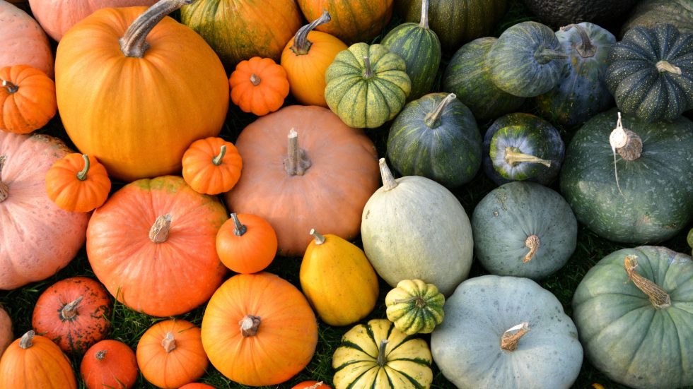 A Guide to Different Types of Pumpkins: From Classic to Unique ...